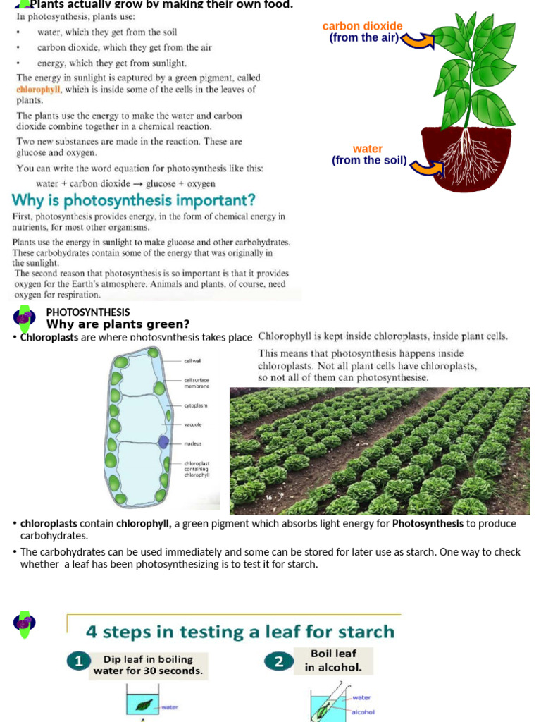 Photosynthesis Form 2 | PDF