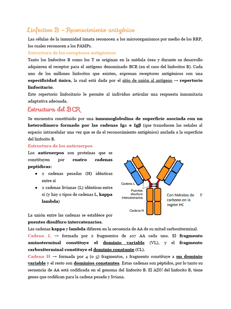Resumen Completo - Linfocitos B | PDF | Célula B | Anticuerpo