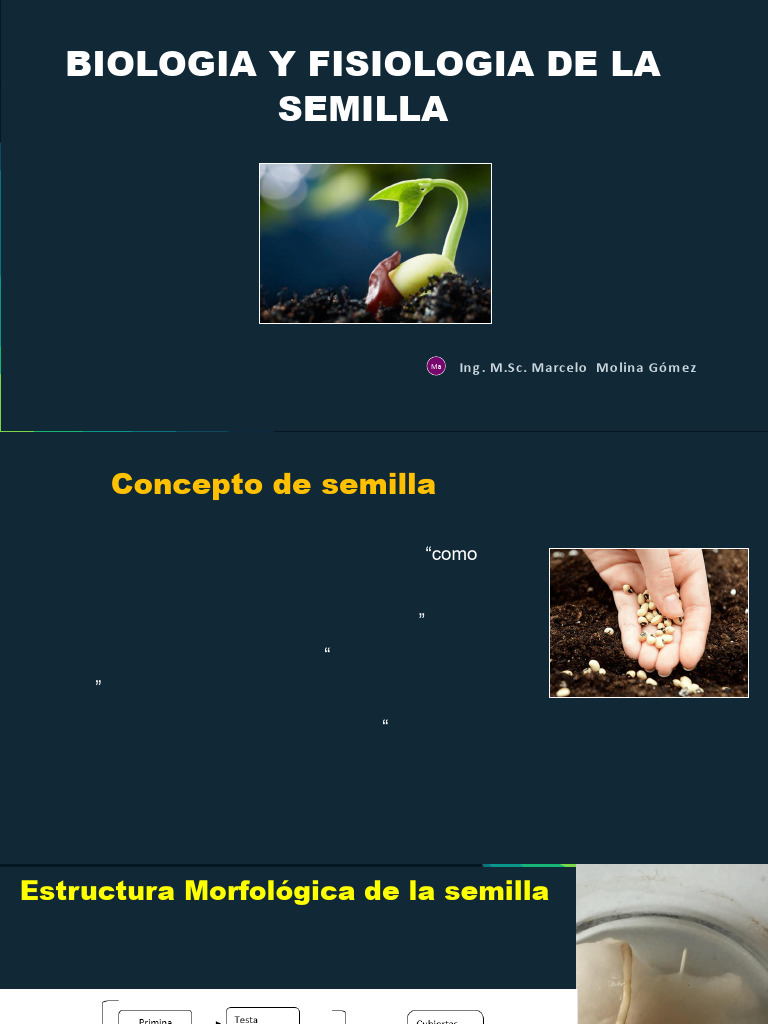 Morfología de la Semilla en Botánica | PDF | Germinación | Embrión