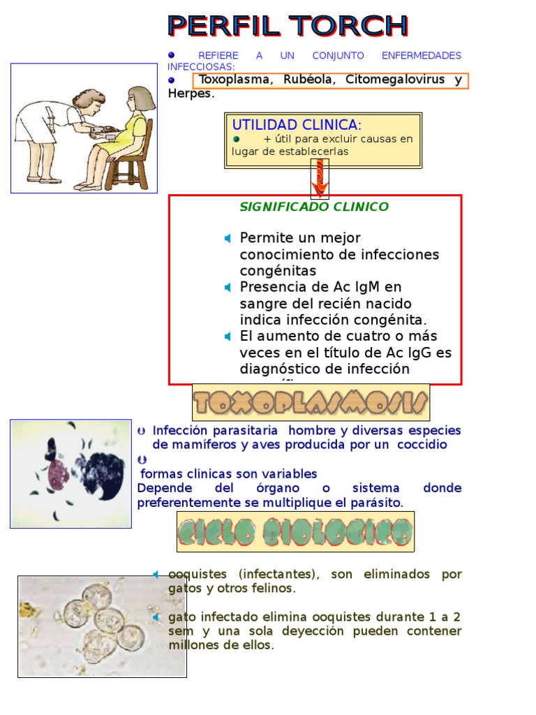 Perfil Torch Pdf Infección El Embarazo