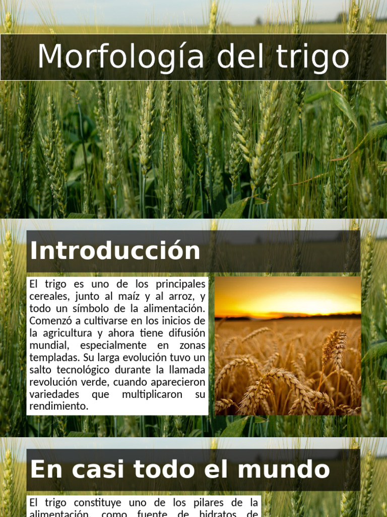 Morfologia Del Trigo | PDF | Trigo | Tallo de la planta