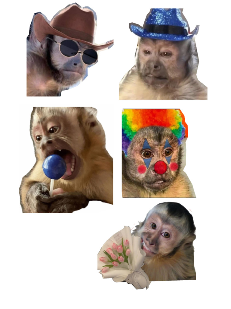 Changuito S | PDF