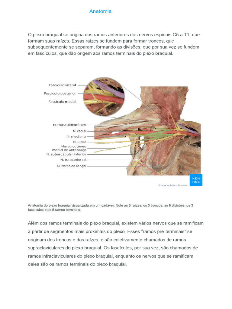 Anatomia do Plexo Braquial: Estrutura e Ramos | PDF | Neuroanatomia ...