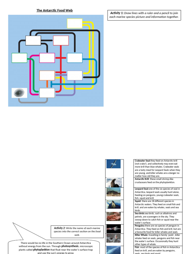 5.1 - Antarctic Food Chain WKSHT | PDF | Seabird | Pinniped