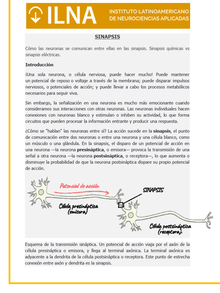 Sinapsis | PDF | Sinapsis | Sinapsis química