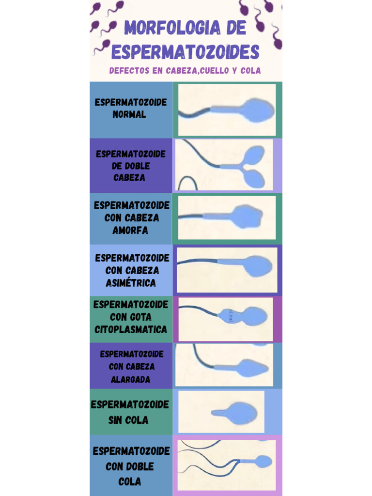 Morfología y Anomalías del Espermatozoide | PDF