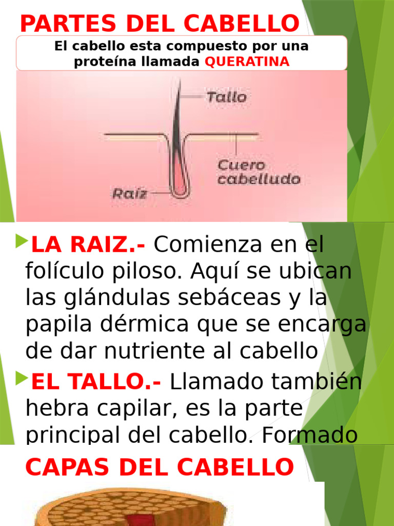 Estructura y partes del cabello | PDF | Pelo | Perdida de cabello
