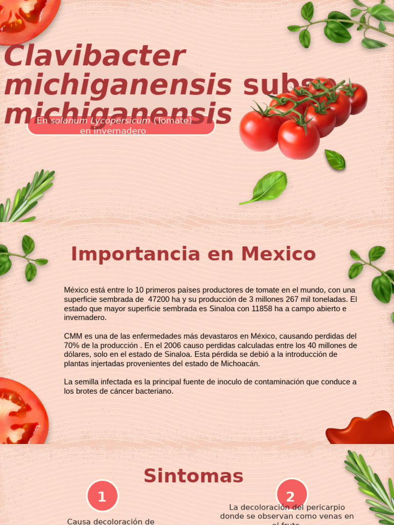 Tomate CMM | PDF | Agua | Infección
