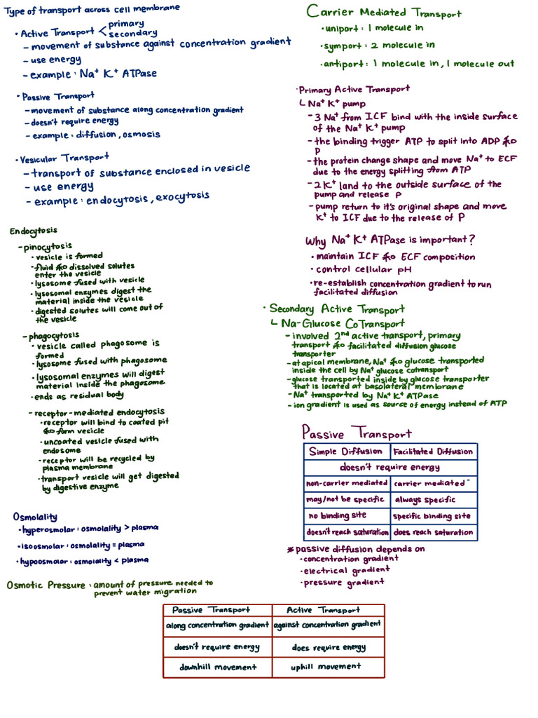 Physiology Transport Across Cell Membrane | PDF