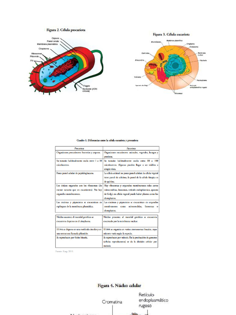 Celulas ADN ARN Proteinas | PDF | Rna | Codigo genetico