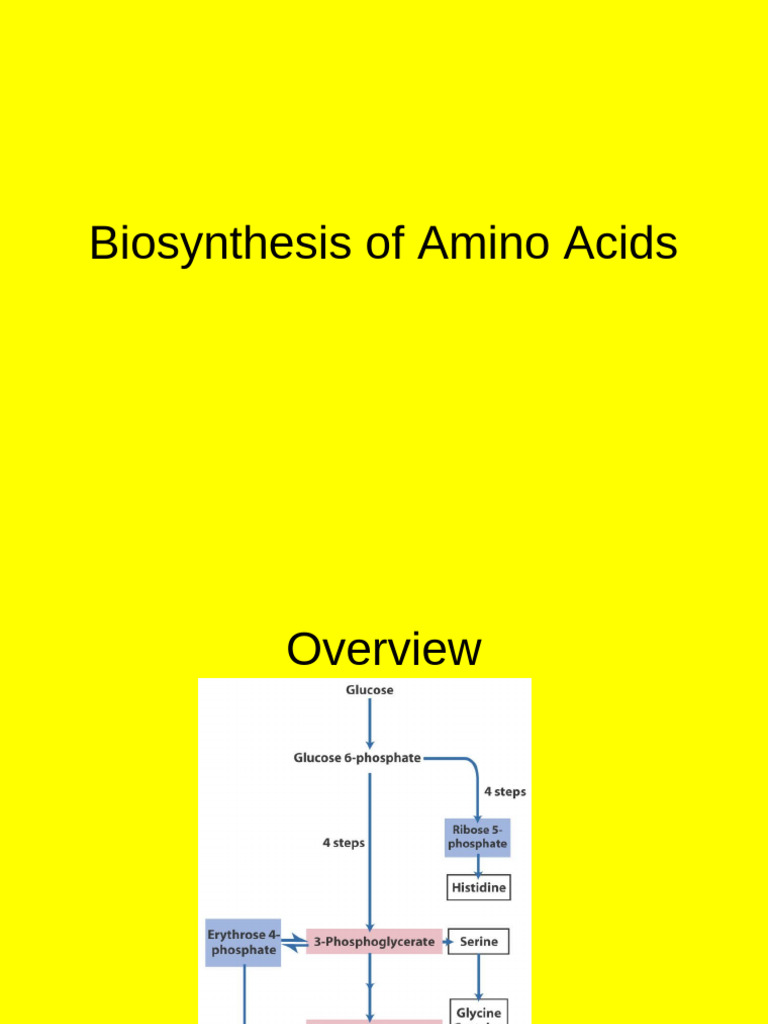 Amino Acids Biosynthesis Overview | PDF | Biosynthesis | Amino Acid