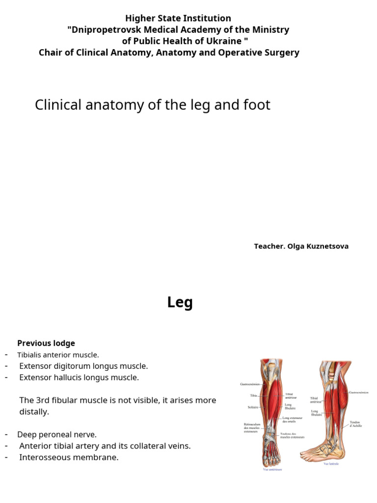 Clinical Anatomy of Leg and Foot | PDF | Human Leg | Foot