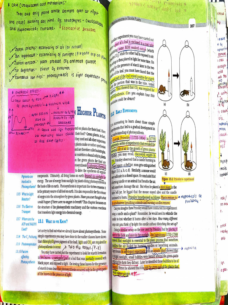 PHOTOSYNTHESIS Ncert Marking by Om | PDF