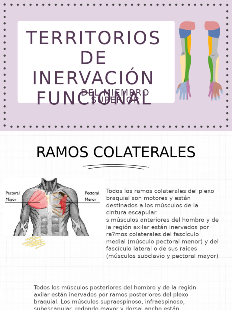 Inervación del Miembro Superior | PDF | Sistema musculoesquelético ...