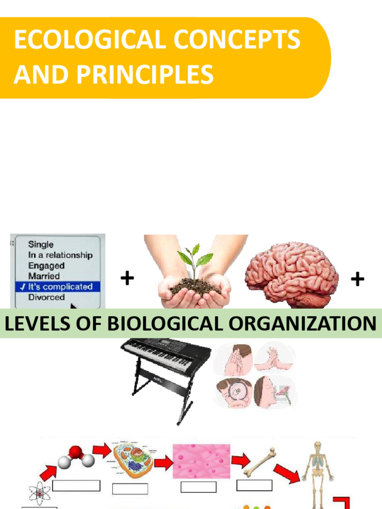 Levels of Biological Organization | PDF