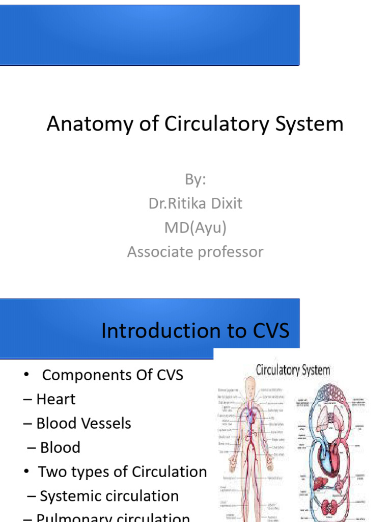 Circulatory System Anatomy Presentation | PDF | Artery | Atrium (Heart)