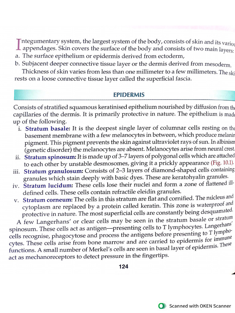Practical Histology 07 - Skin - Thick & Thin | PDF