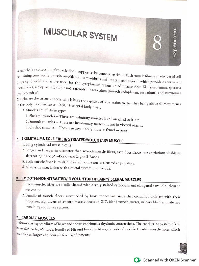 Practical Histology 05- Muscle Tissue - skeleton,smooth,cardiac | PDF