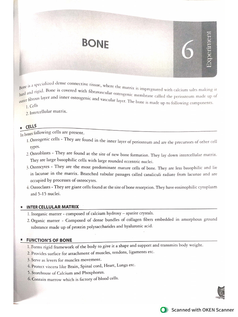 Practical 04 - Connective Tissue - Compact Bone and Spongy Bone | PDF