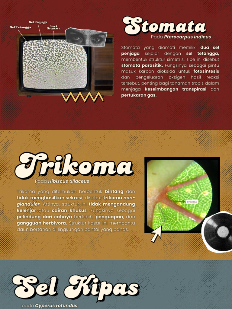 Pterocarpus Indicus PDF | PDF