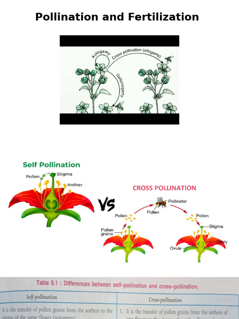 CH5-Pollination and Fertilization | PDF