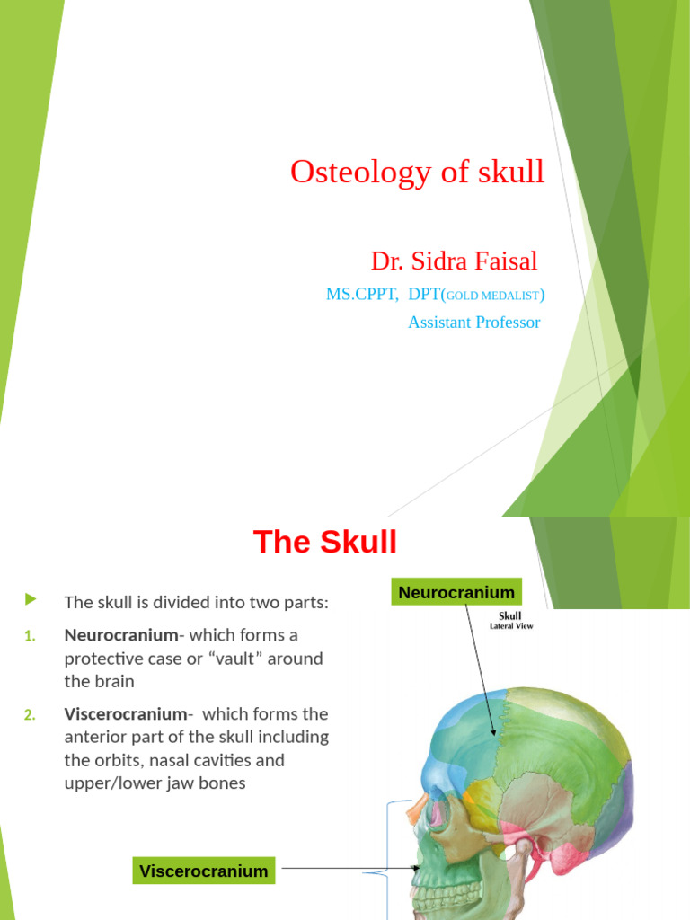 Osteology of Skull | PDF | Skull | Primate Anatomy