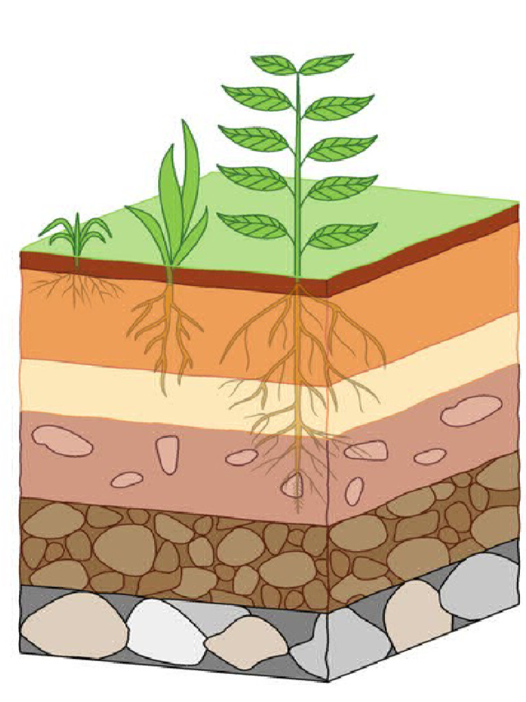 Soil Horizons | PDF