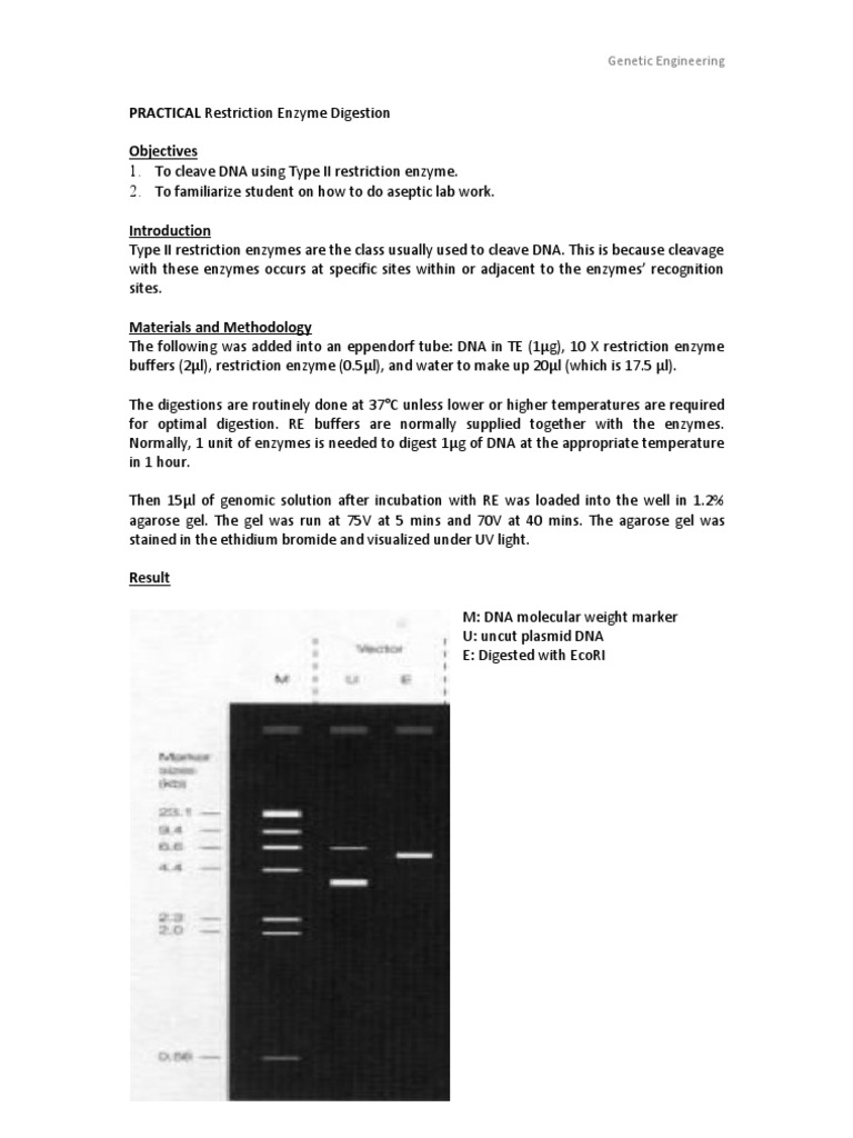 Restriction Enzymes Digestion