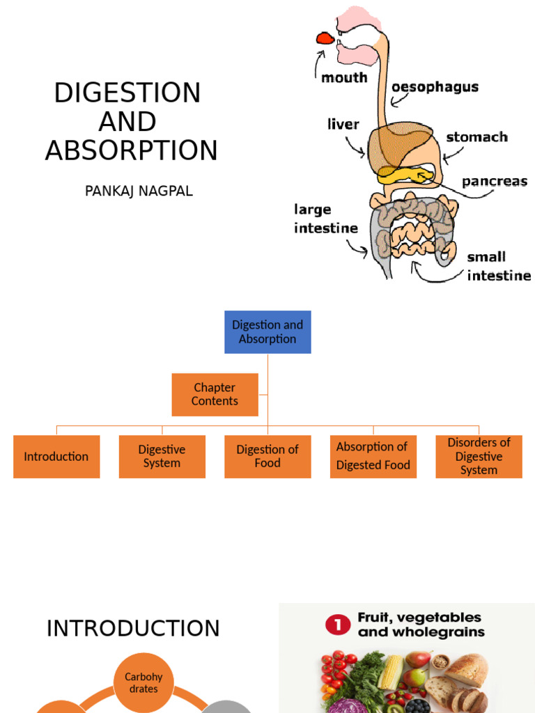 Digestion and Absorption | PDF | Tooth | Digestion