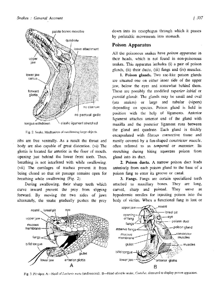 Poisonous & Non-Poisonous Snakes, Biting Mechanism | PDF