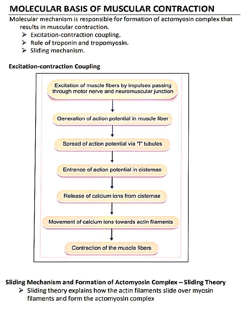 Muscle Contraction | PDF