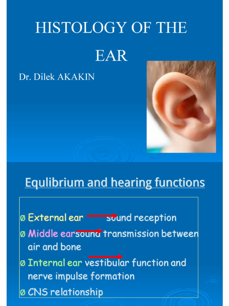 Histology of The Ear | PDF