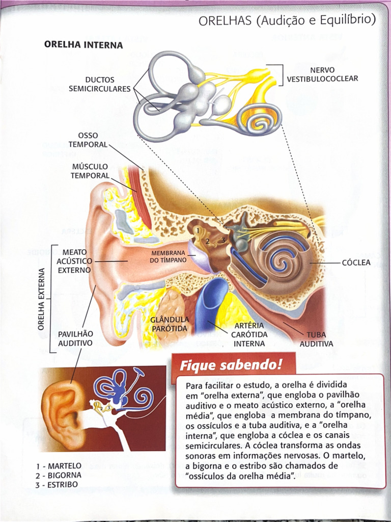 Orelha Interna | PDF