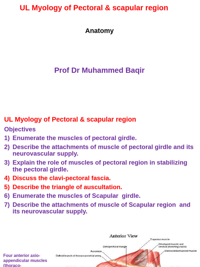 Pectoral & Scapular Myology Overview | PDF | Shoulder | Arm