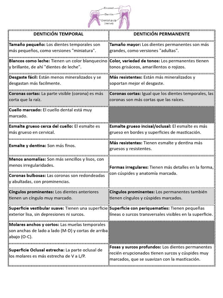 Dentición Temporal y Permanente | PDF