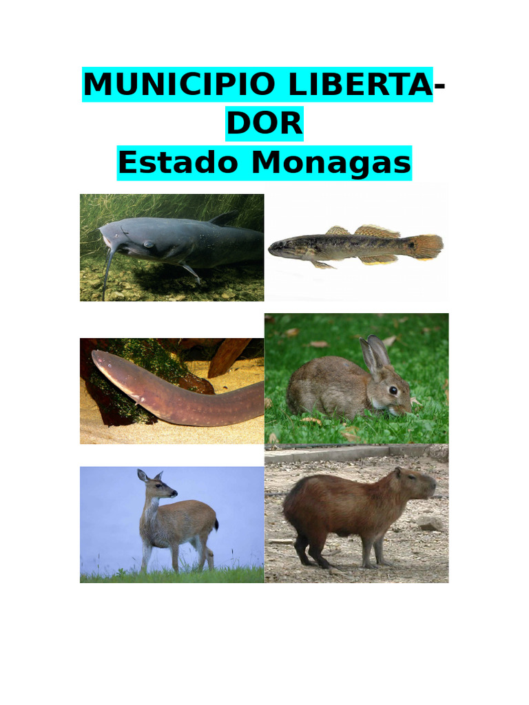 Mun Ici Pio Libert | PDF