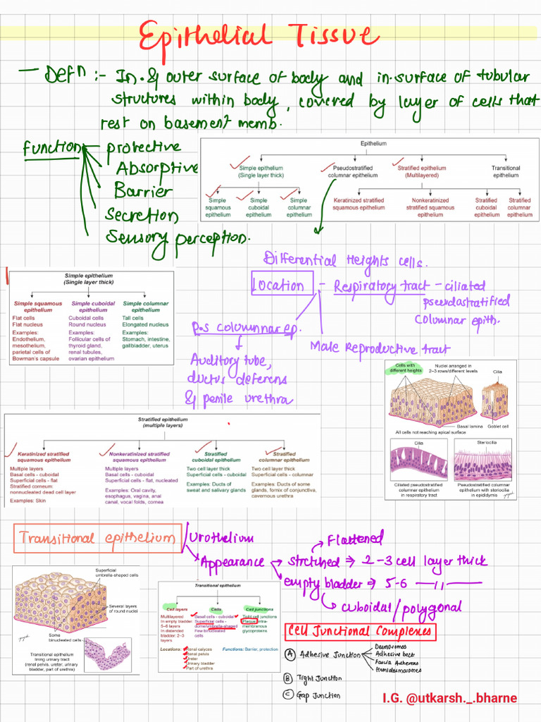 Complete Histology by Utkarsh | PDF