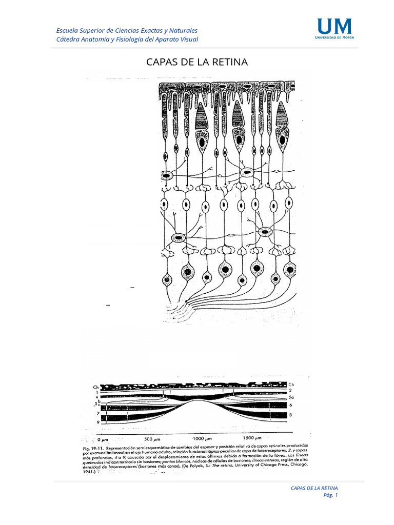 Capas de La Retina | PDF | Retina | Percepción visual