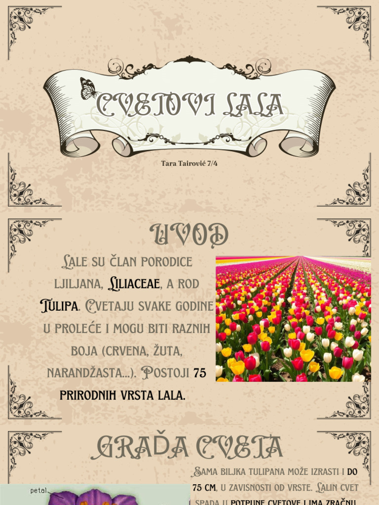 Cvetovi Lala, Kako Ocele I Leptiri Vide Boje | PDF