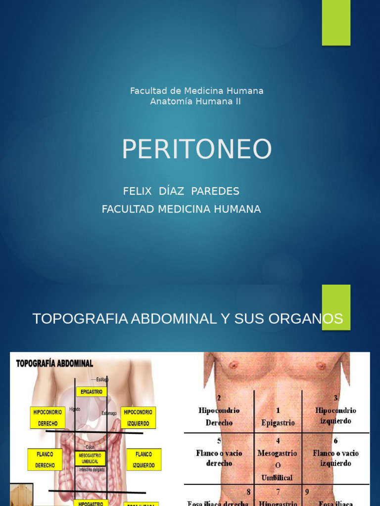 Anatomía del Peritoneo y Cavidad Abdominal | PDF | Abdomen | Peritoneo