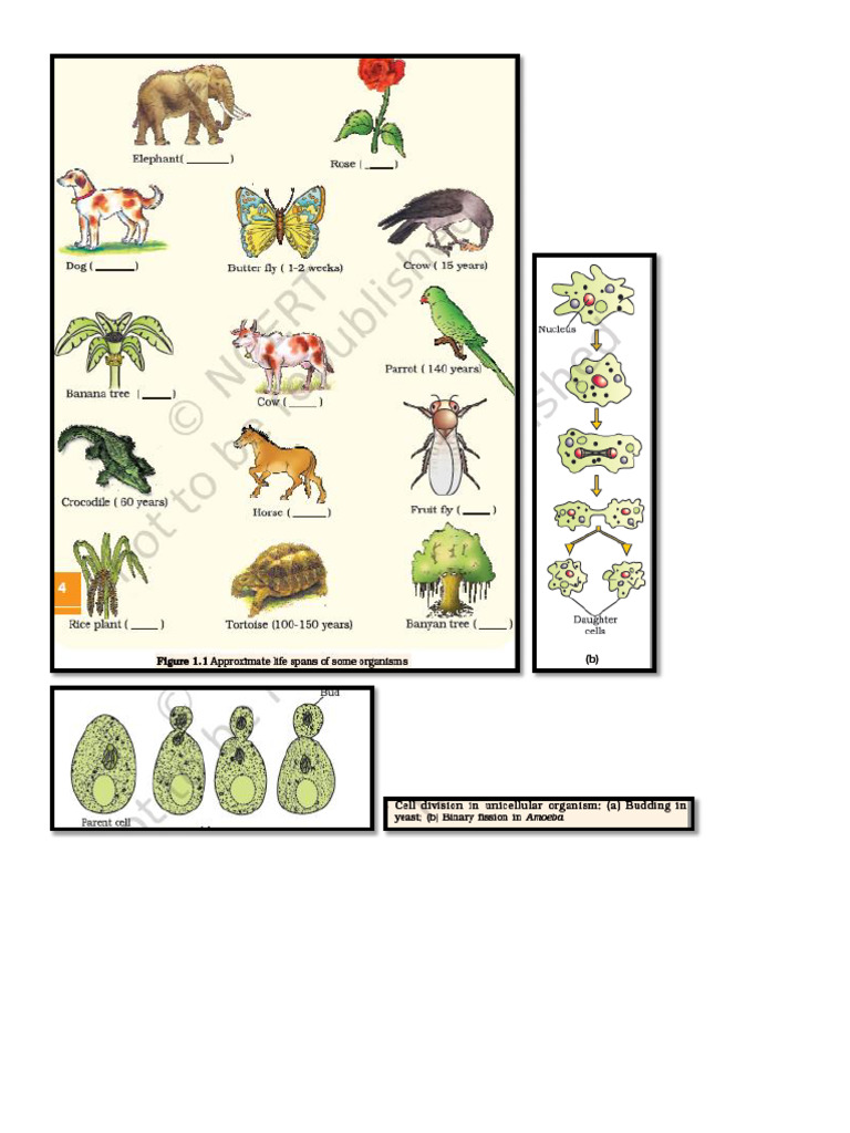 Ncert All Diagram | PDF