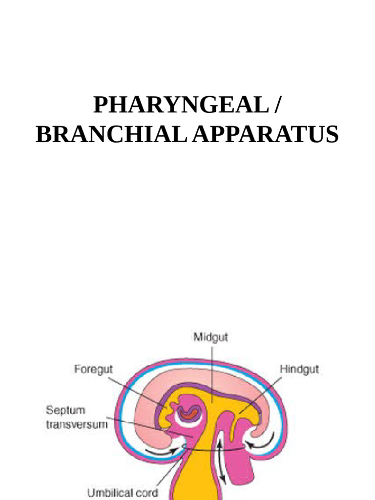 Pharyngeal Arches | PDF | Larynx | Anatomy