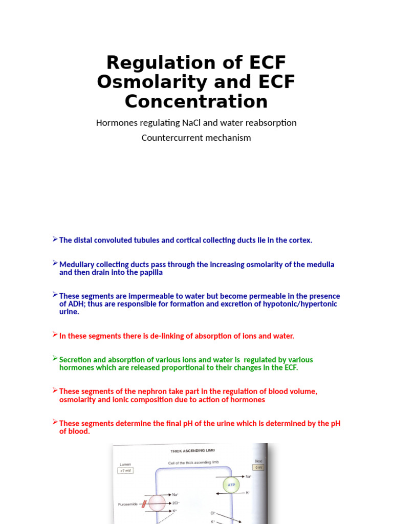 ECF Osmolarity Regulation Mechanisms | PDF | Kidney