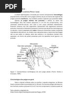Sintomas da Tungíase e Cuidados | PDF | Doenças e distúrbios | Remédio