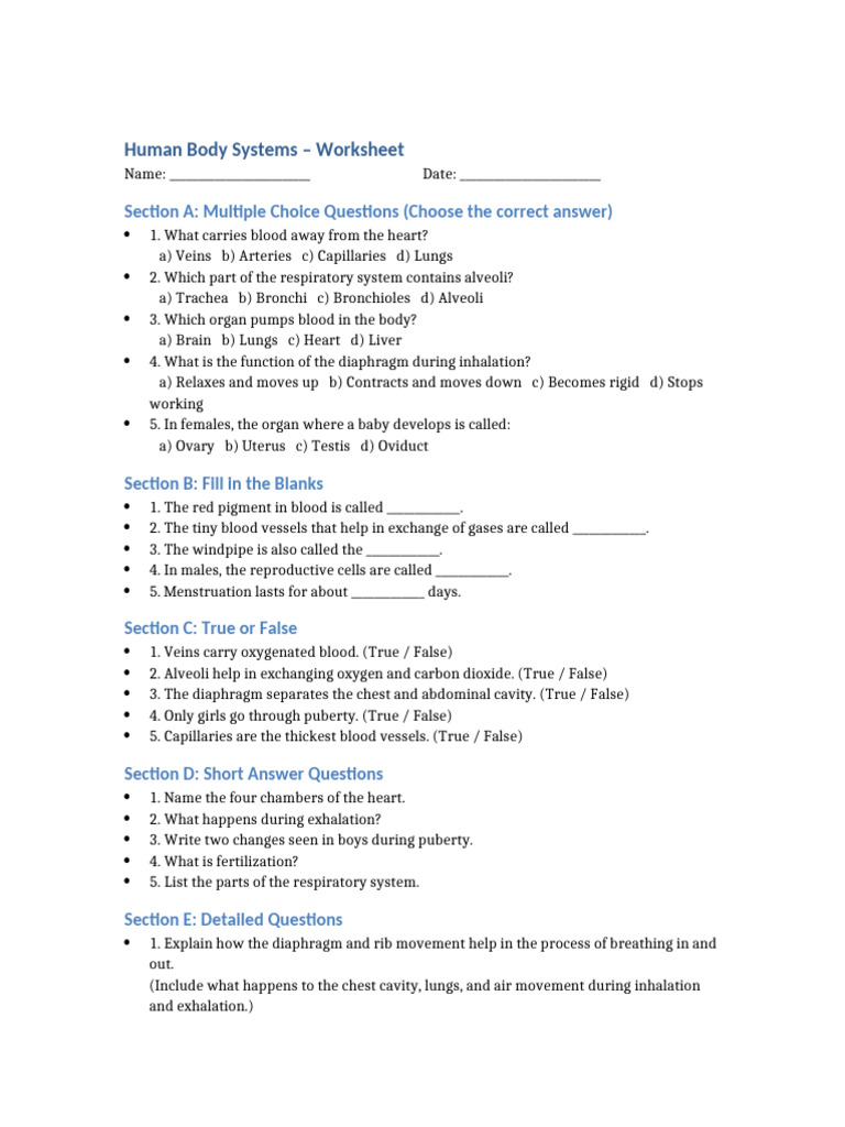 Human Body Systems Worksheet | PDF | Respiratory System | Lung