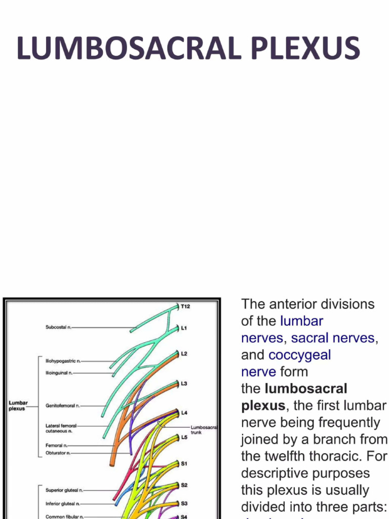 Lumbar Plexus | PDF