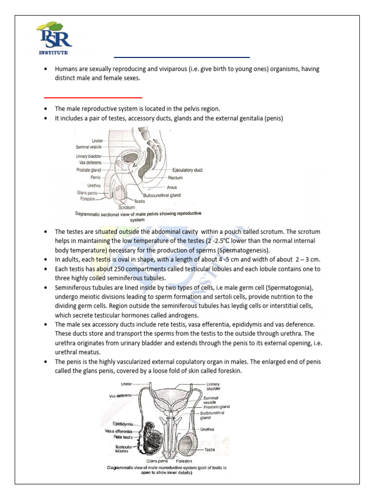 Human Reproduction Class 12.. Notes | PDF | Menstrual Cycle | Testicle