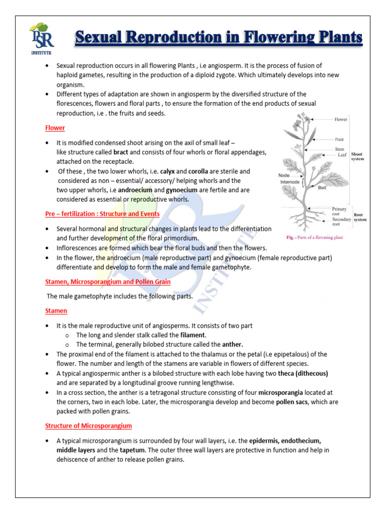 Sexual Reproduction in Flowering Plant | PDF | Flowers | Pollination