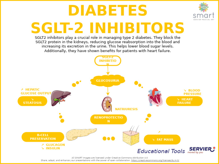Edu ISGLT2 Mechanism | PDF