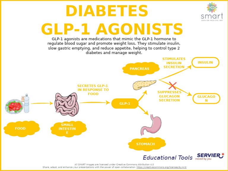 Edu GLP1s Mechanism | PDF